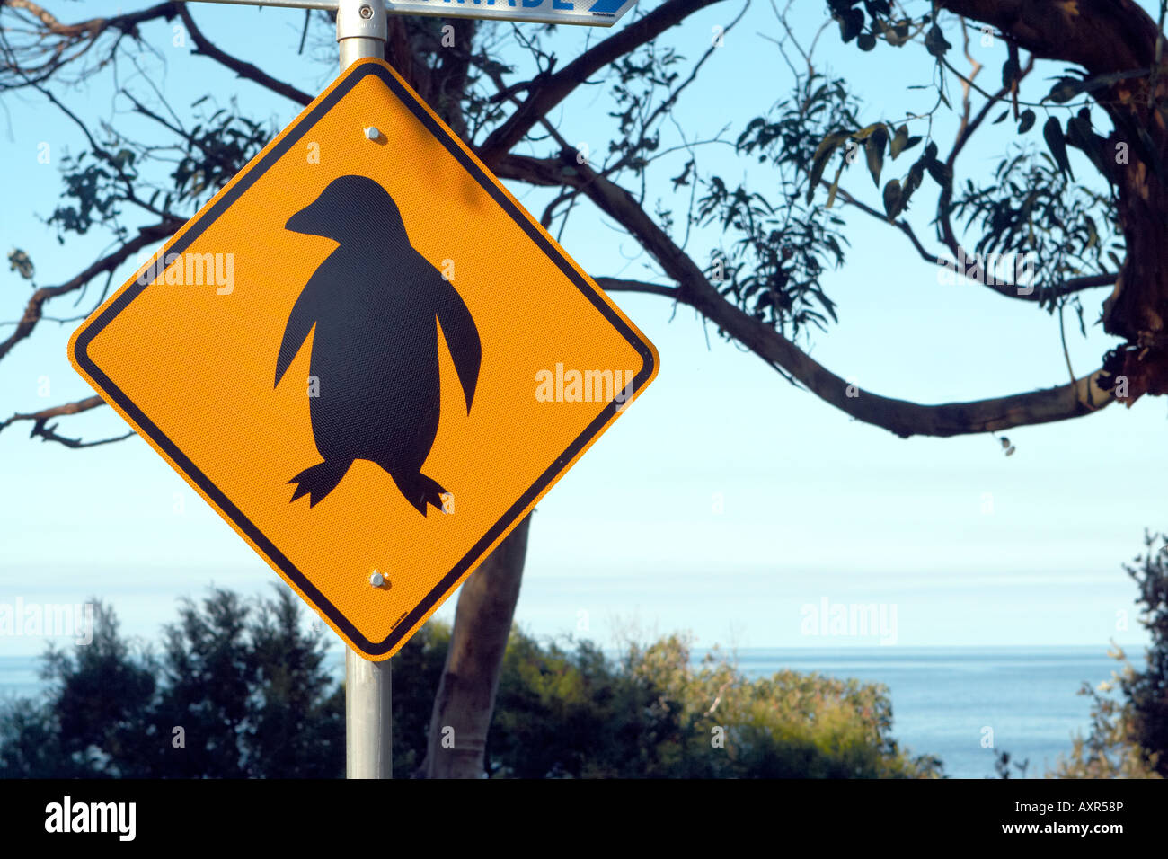 Blue Penguin Caution Sign, Tasmania, Australia Stock Photo - Alamy