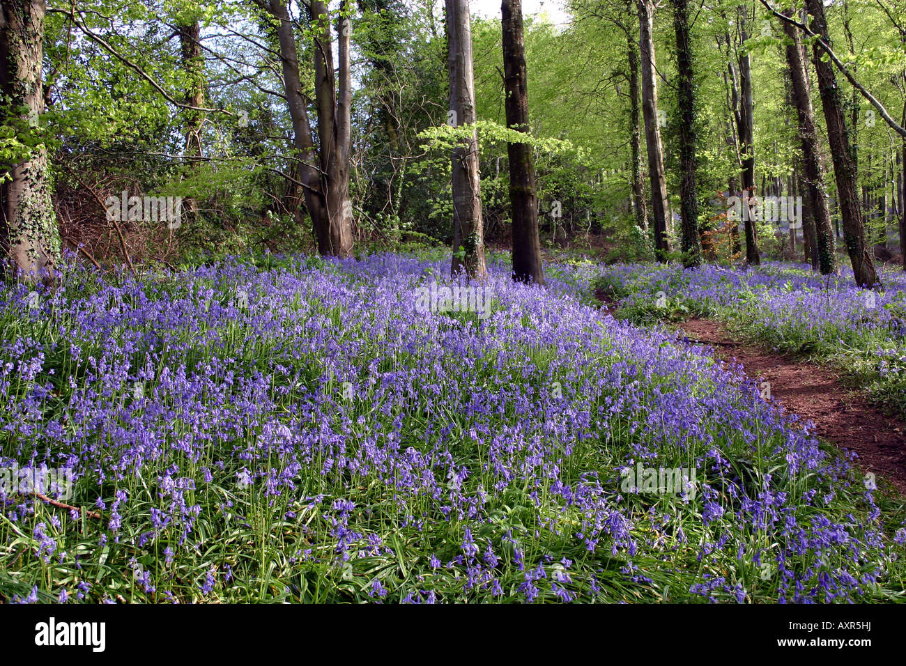 A bluebell wood in South Devon Stock Photo - Alamy