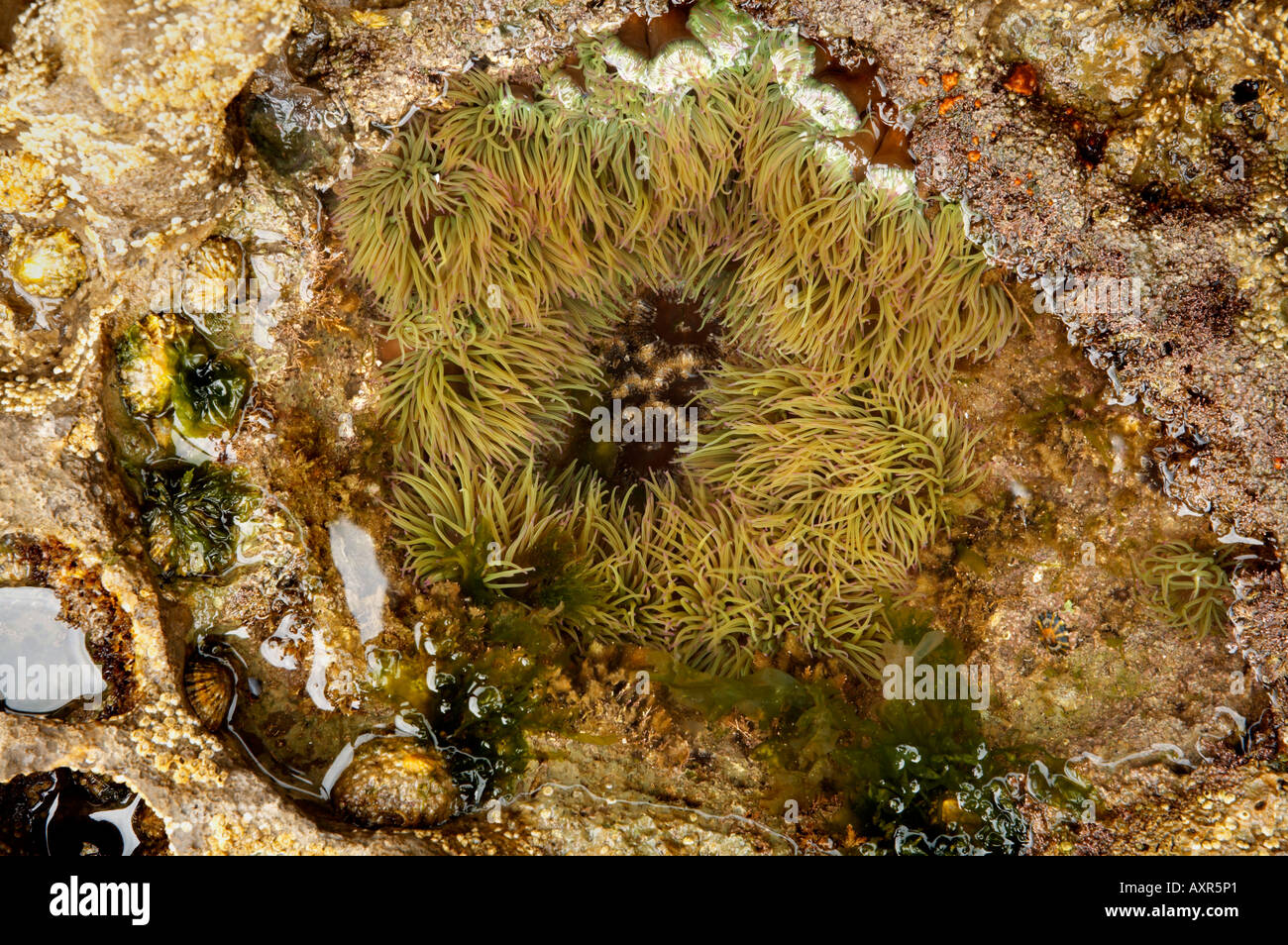 Barnacle Encrusted Limestone Rocks and Rockpool with Snakelocks Sea ...
