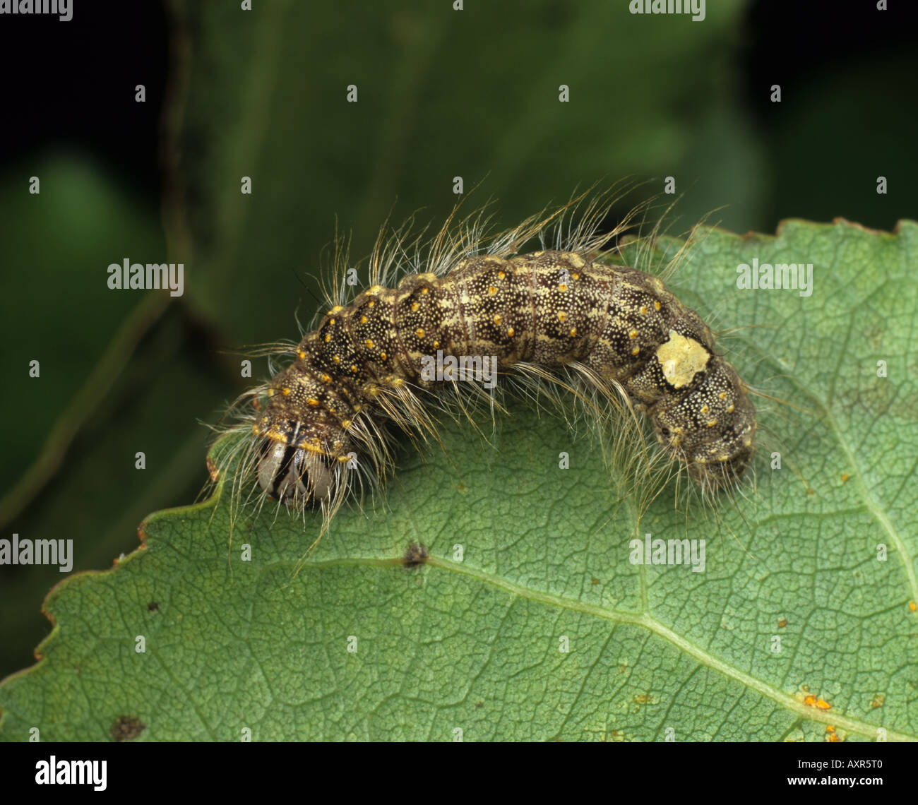 Poplar grey moth Acronicta megacephala caterpillar on a poplar leaf ...