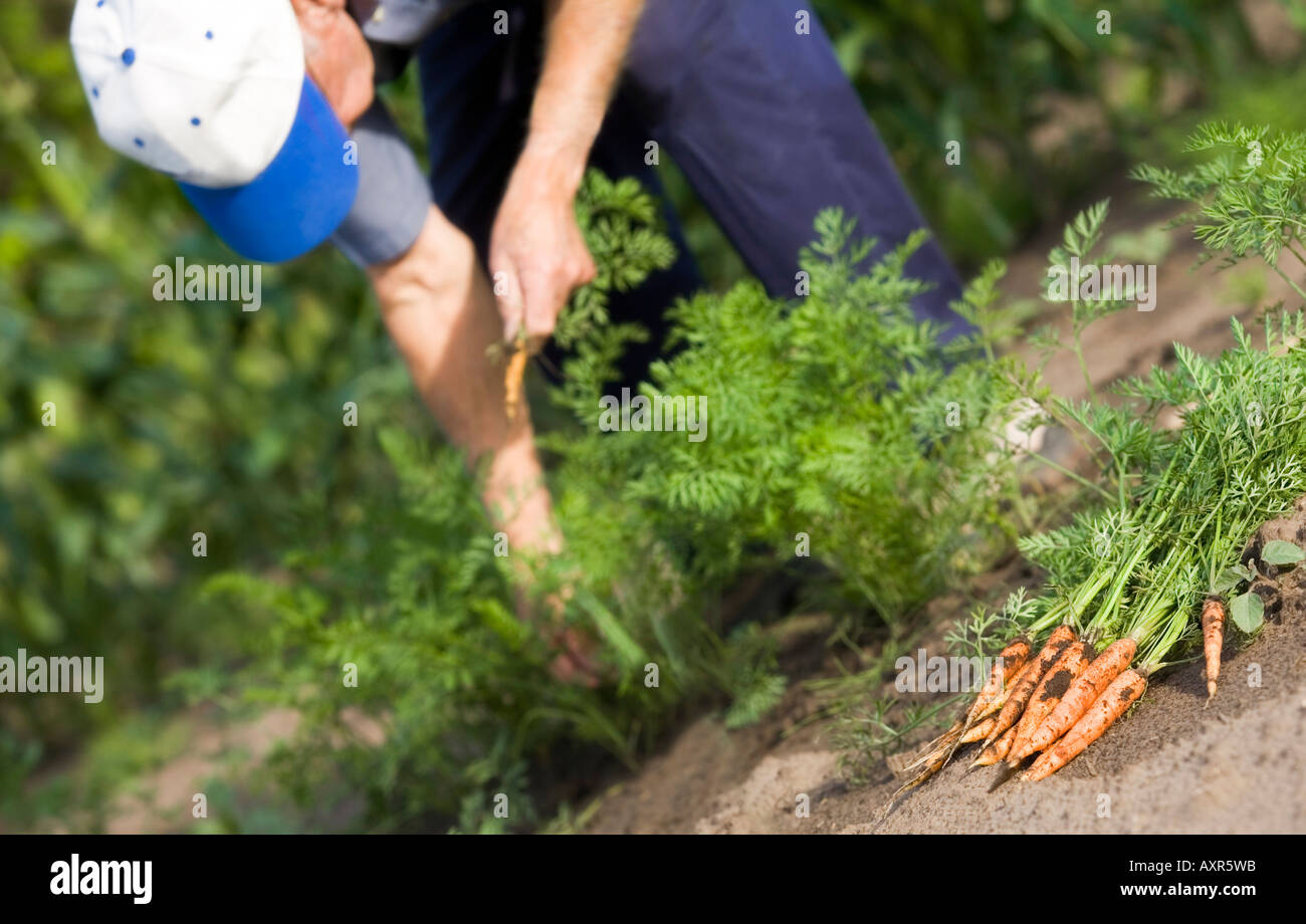 Man pulling carrots out of his garden Stock Photo - Alamy