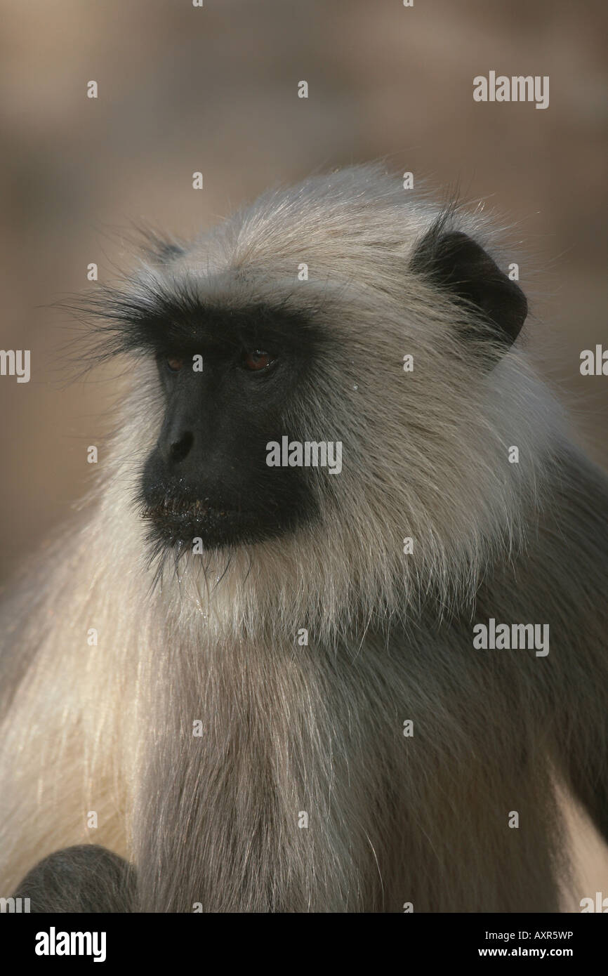 Grey langur monkey Presbytis entellus Stock Photo - Alamy