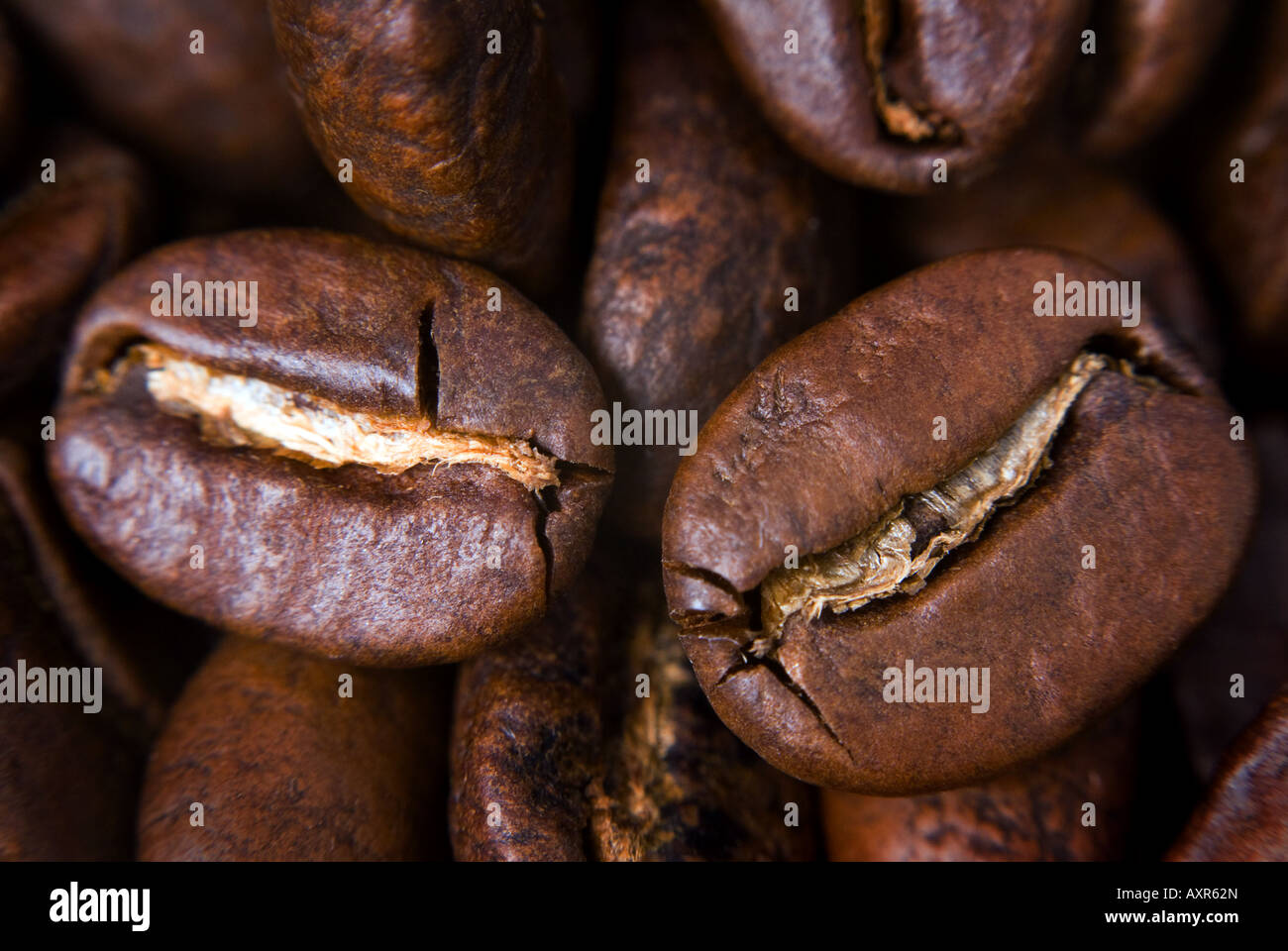 Coffee seeds hi-res stock photography and images - Alamy