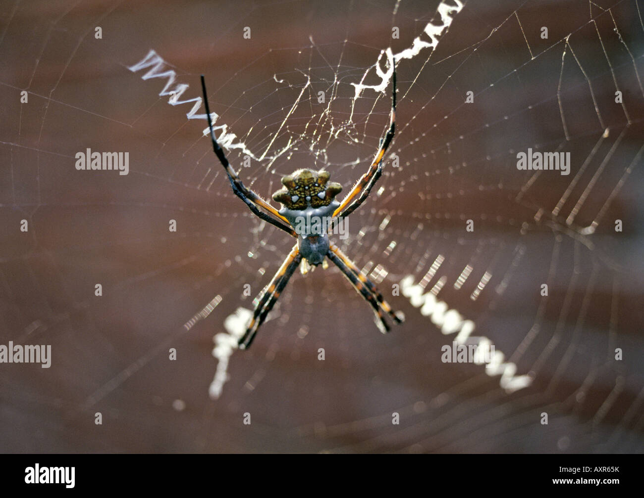 Writing spider hi-res stock photography and images - Alamy