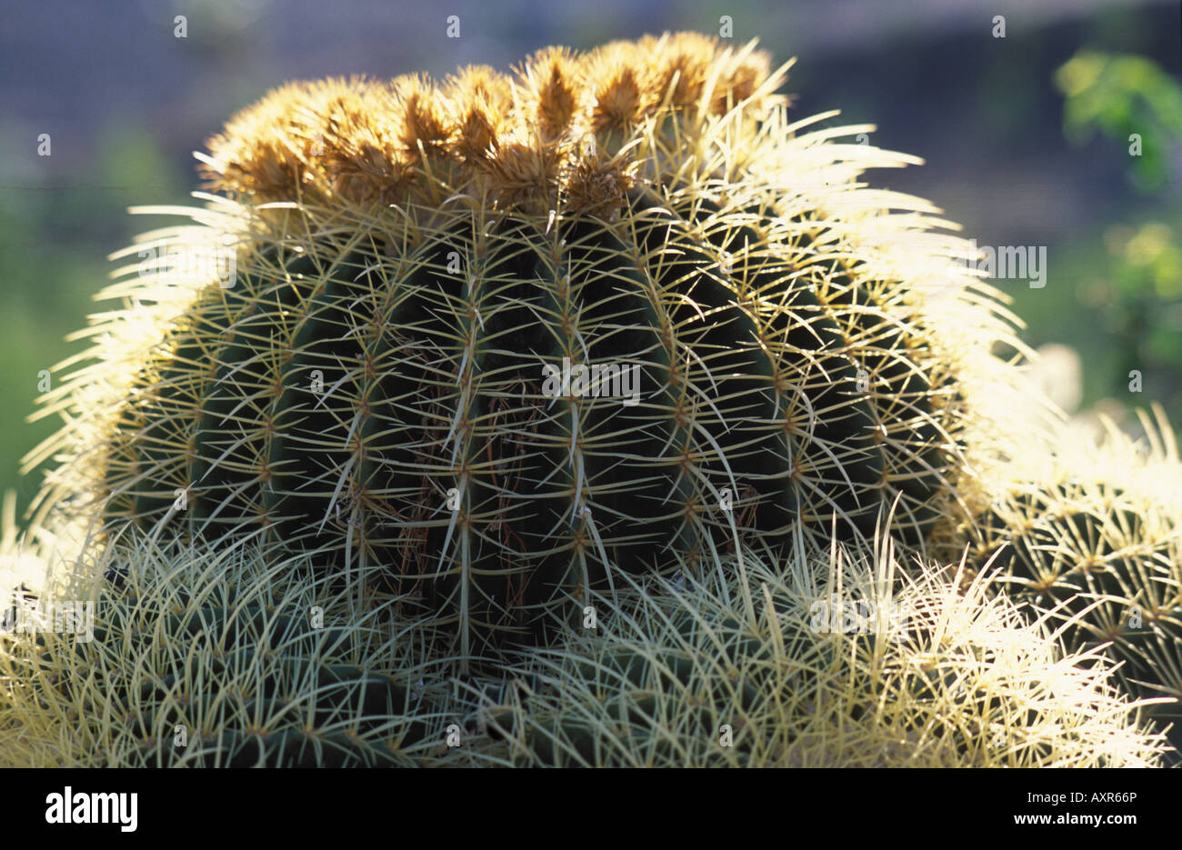 Cactus plant sunlit horizontal format closeup Stock Photo - Alamy