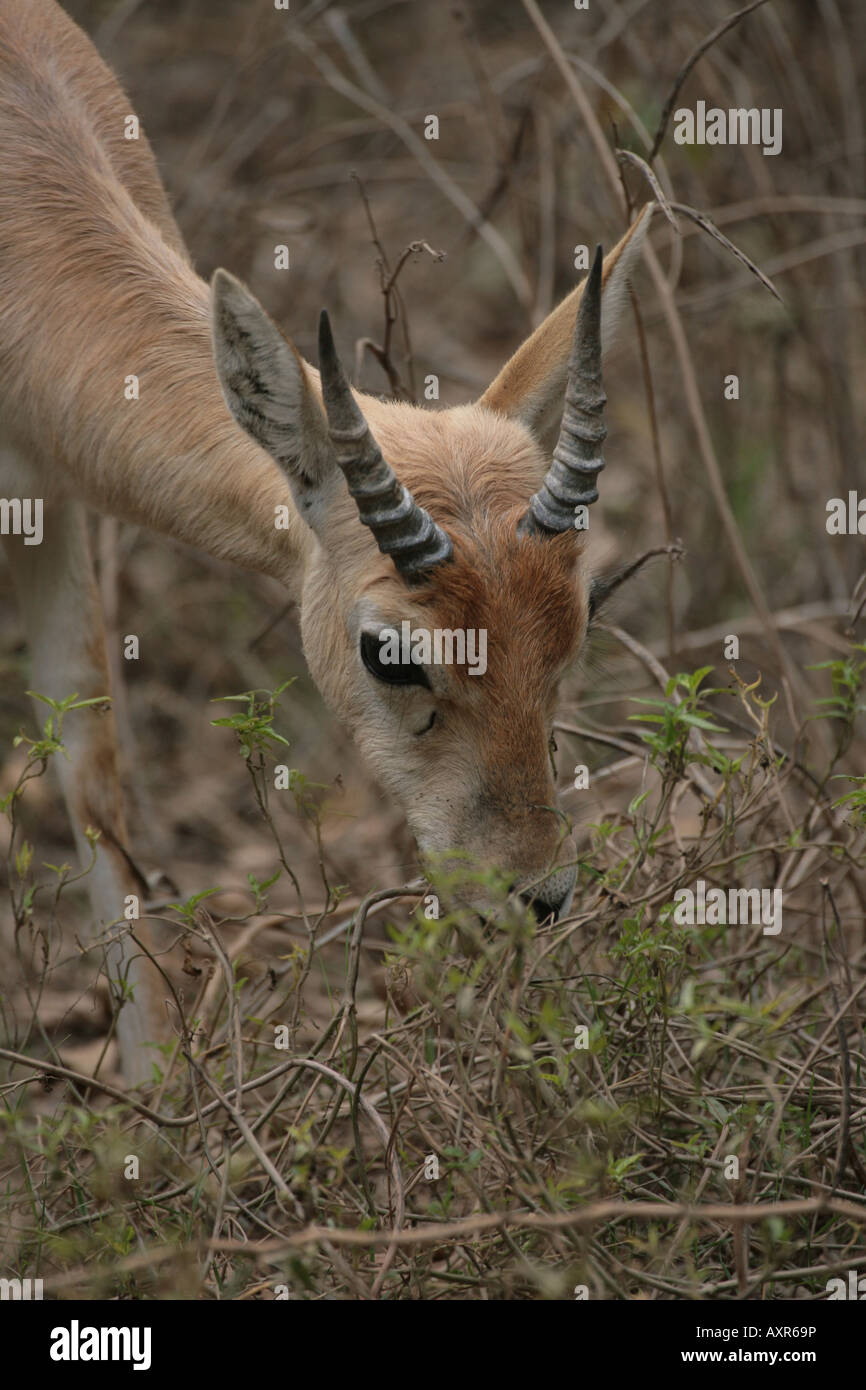 Indian antelope Chinkara Gazella gazella Stock Photo - Alamy