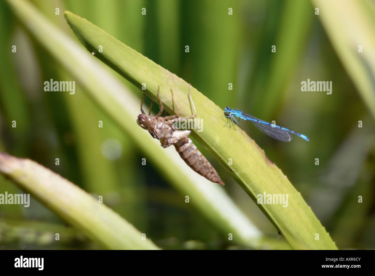 Azure damselfly Coenagrion puella male with dragonfly larvae on reed ...