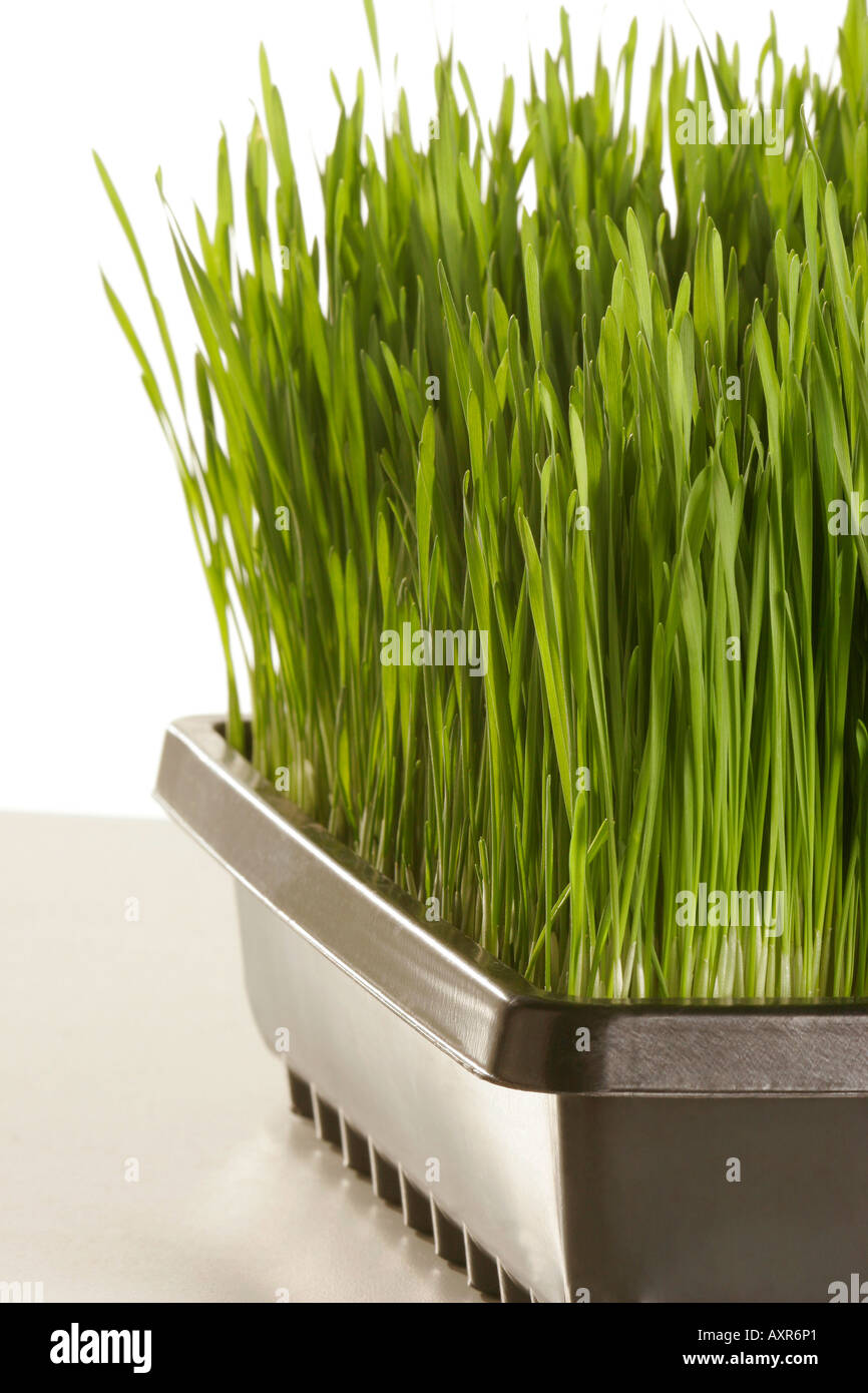 A tray of wheatgrass Stock Photo - Alamy