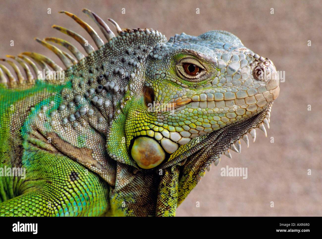 Bcp0110 hi-res stock photography and images - Alamy