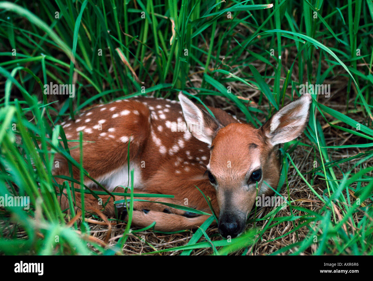 Fawn hidden in grasses hi-res stock photography and images - Alamy