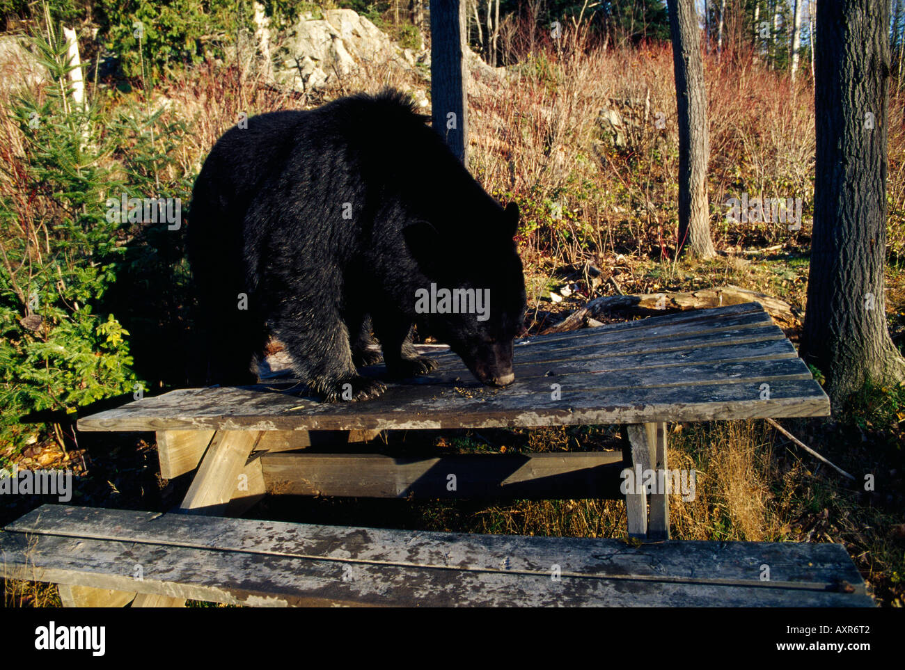 Black bear ursus americanus searching hi-res stock photography and ...