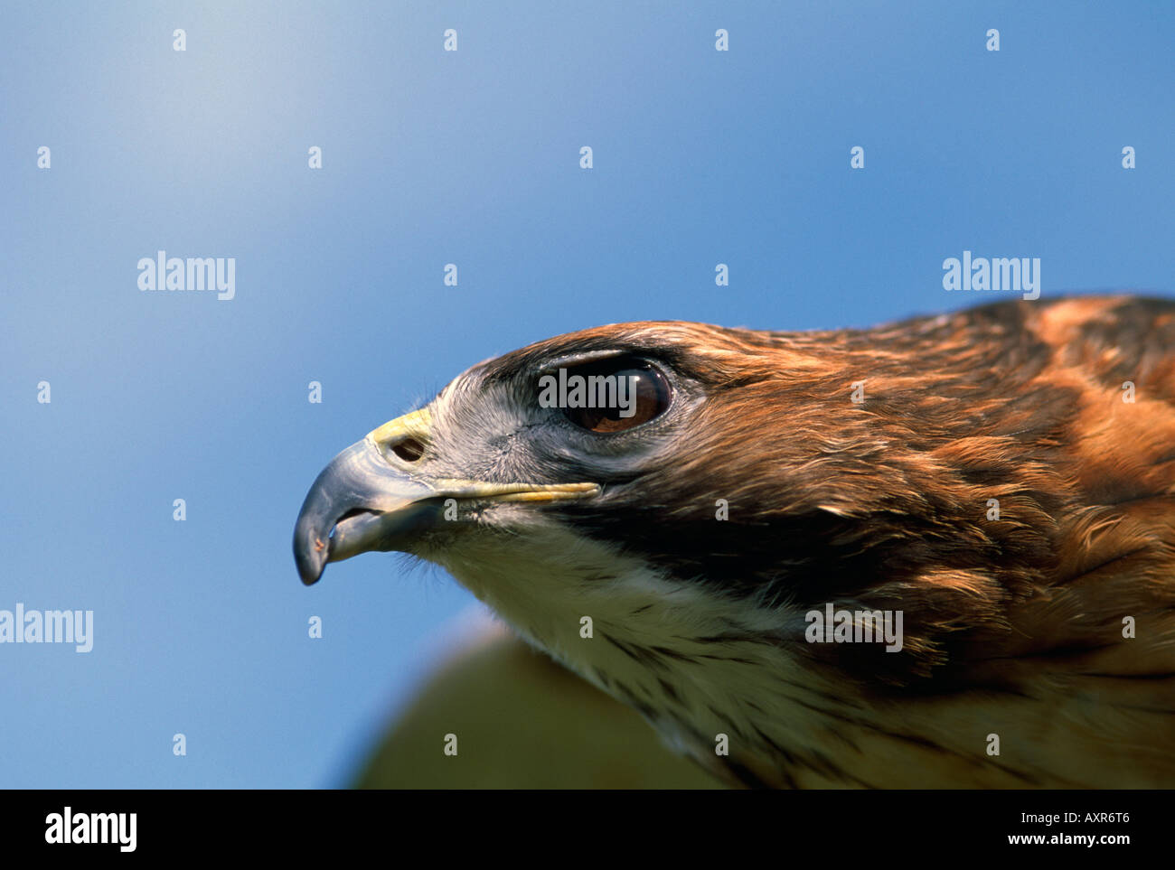 Chickenhawks hi-res stock photography and images - Alamy