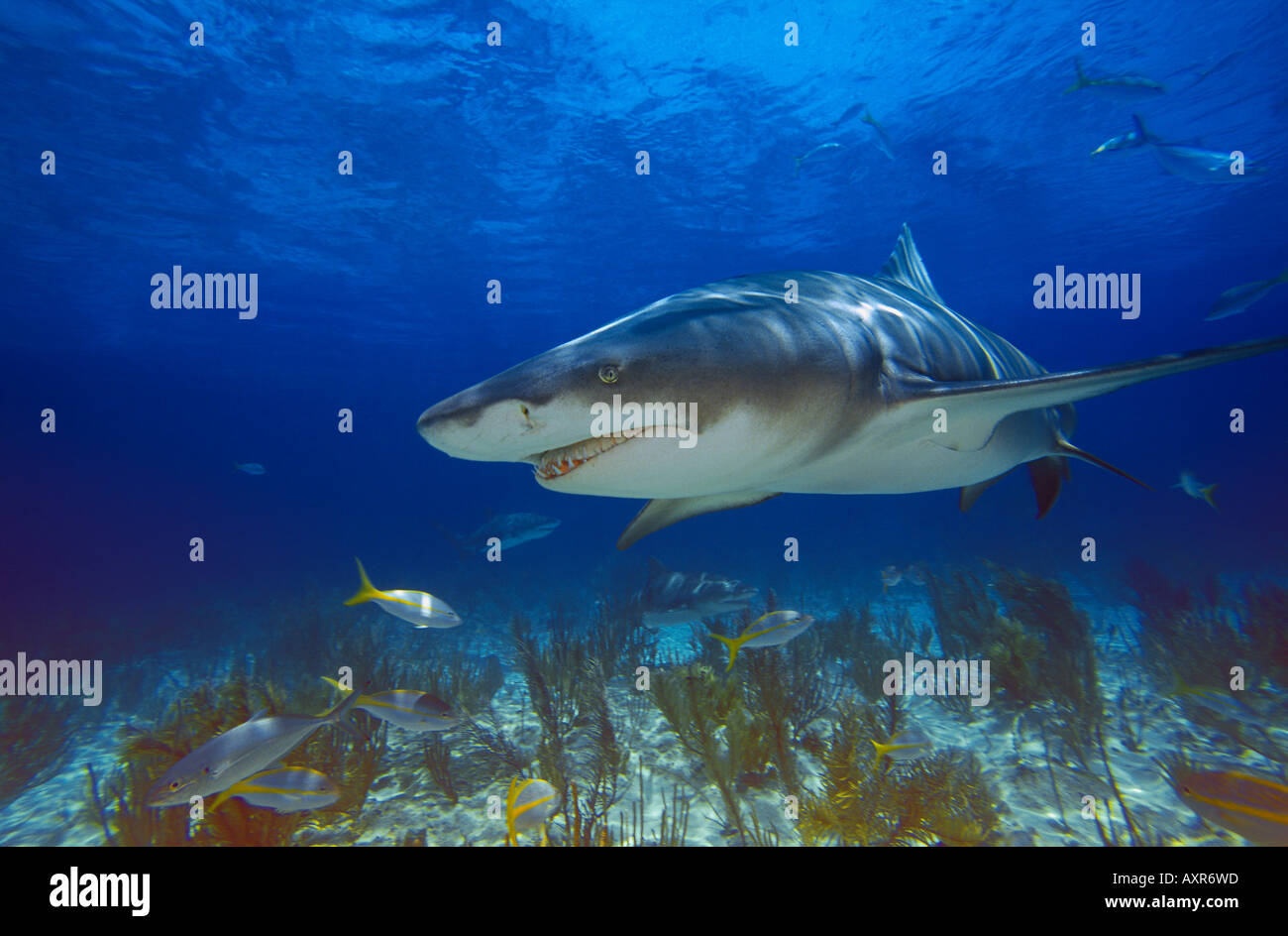 Group sharks hunting hi-res stock photography and images - Alamy