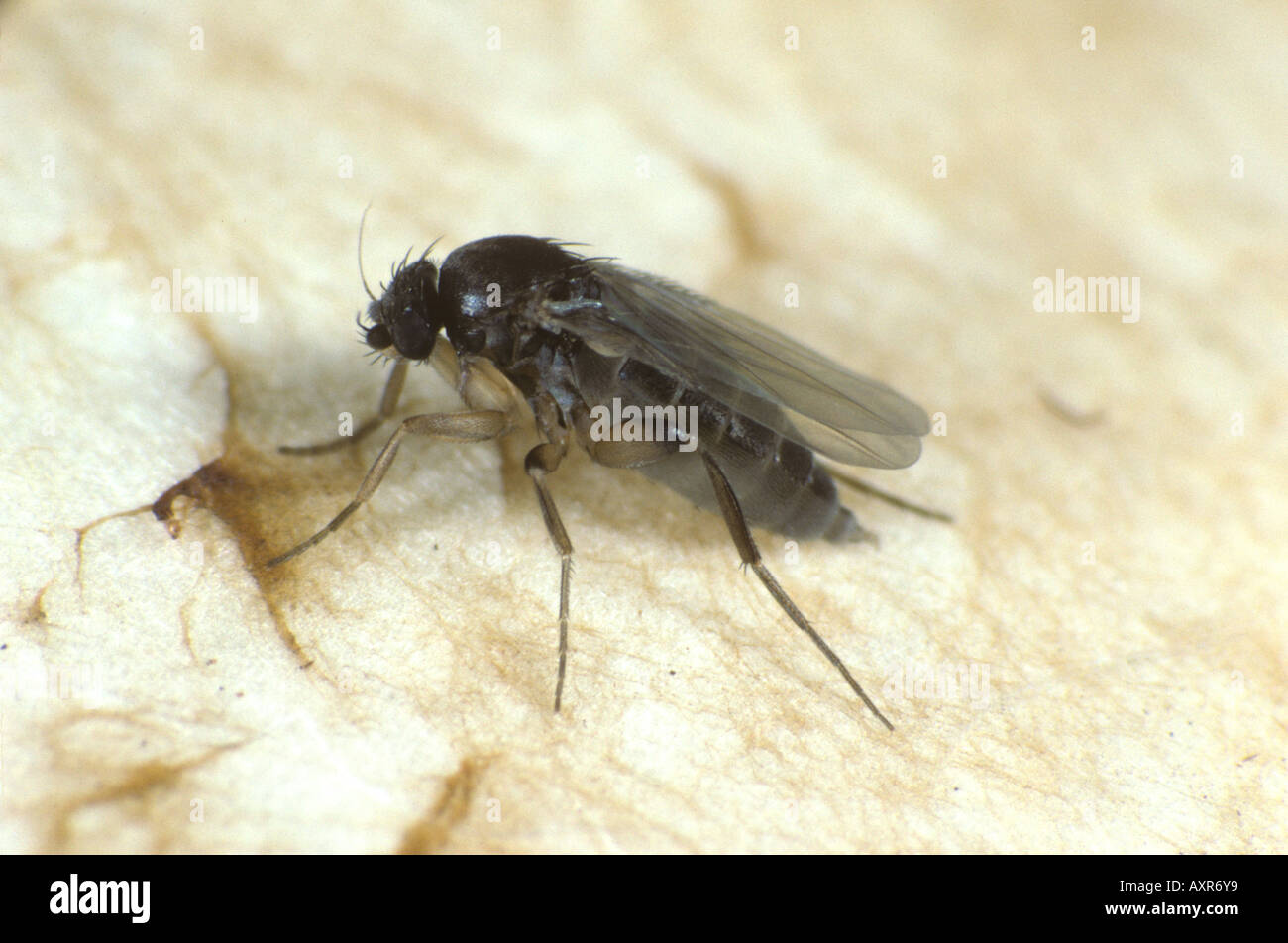 Phorid flies hi-res stock photography and images - Alamy