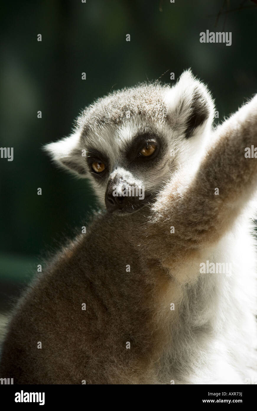 Tired ring tailed lemur hi-res stock photography and images - Alamy