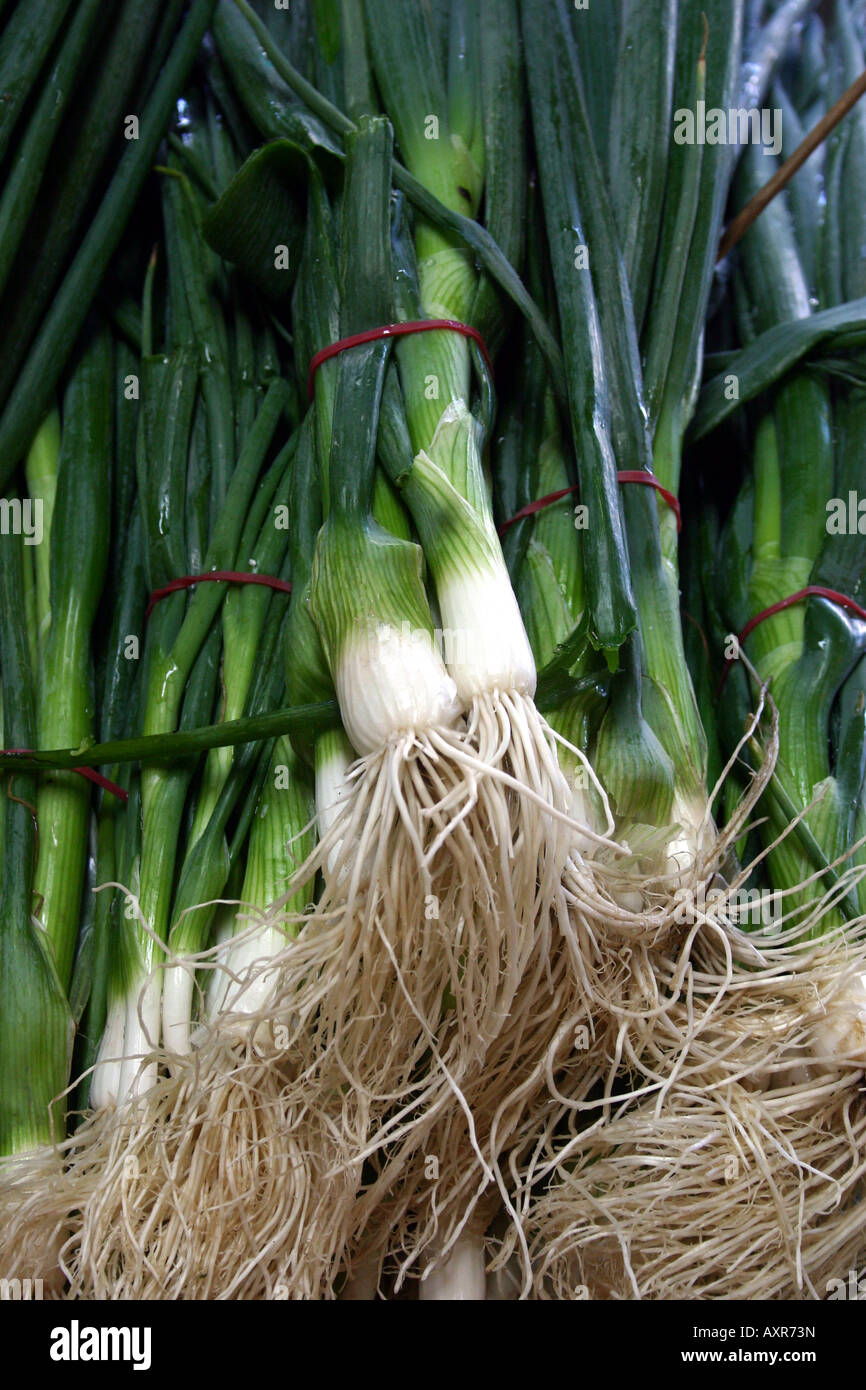 bunch of spring onions Stock Photo - Alamy
