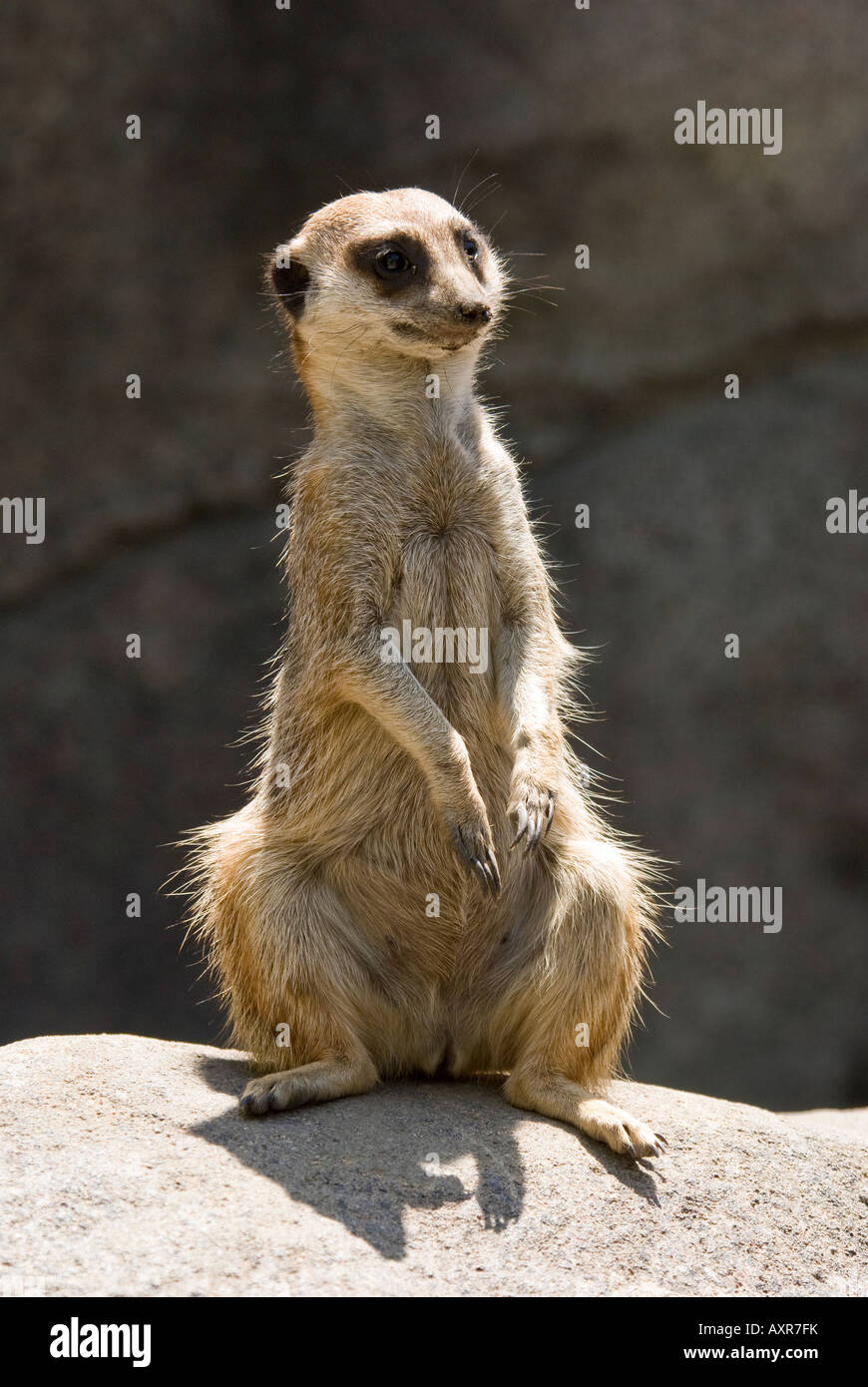 Meerkat looking back hi-res stock photography and images - Alamy