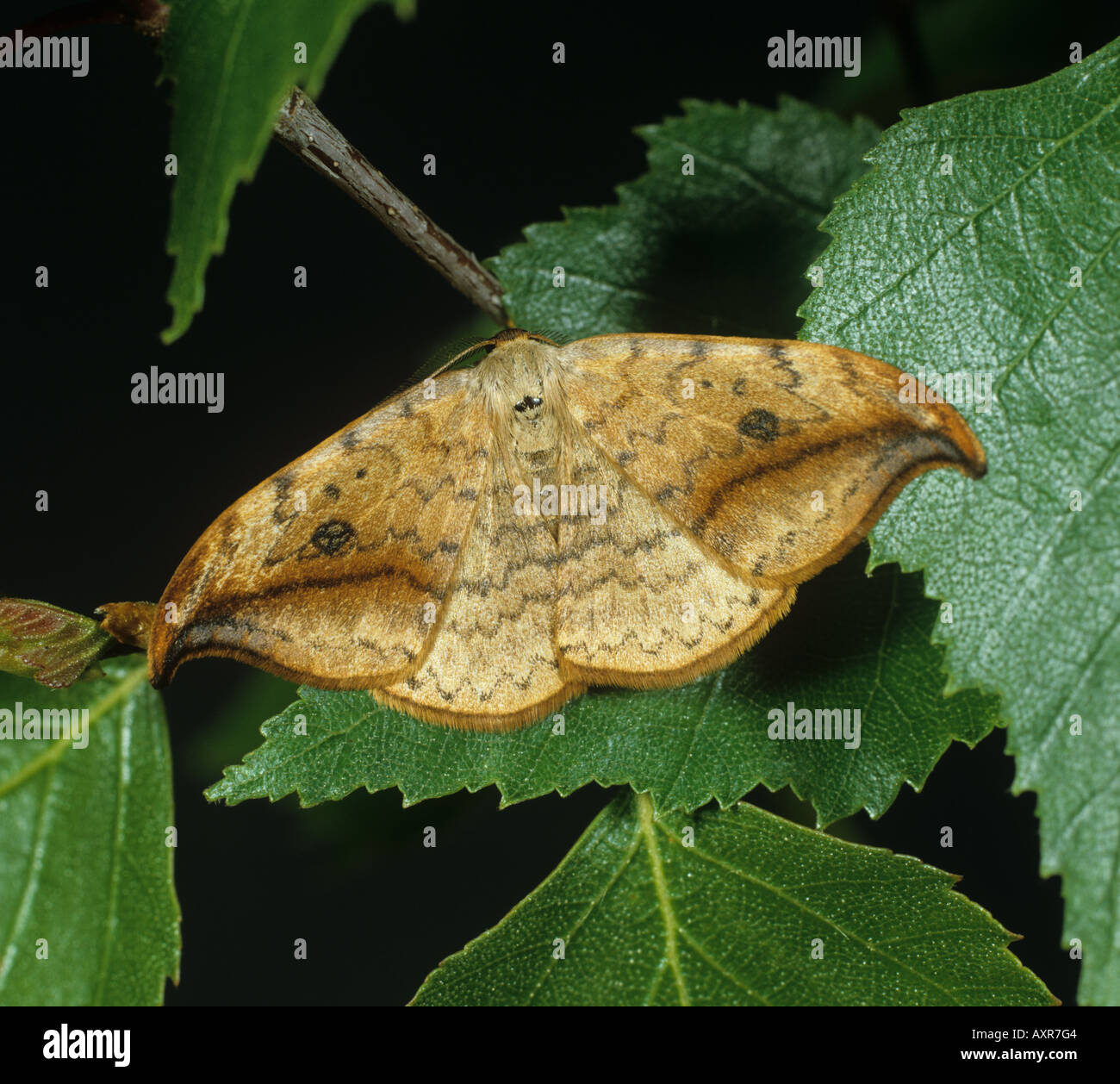 Pebble hook tip moth Drepana falcataria moth on birch leaves Stock ...