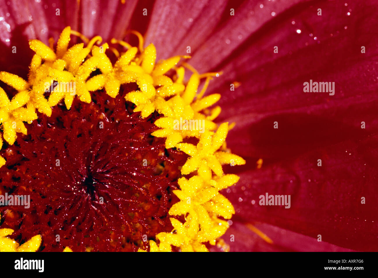 Detail of the inside of a flower Stock Photo - Alamy