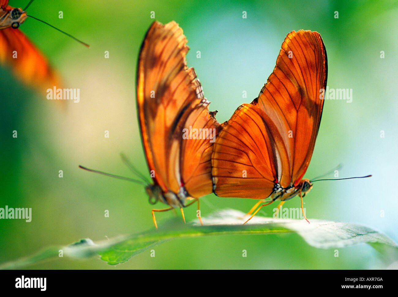 Two butterflies hi-res stock photography and images - Alamy