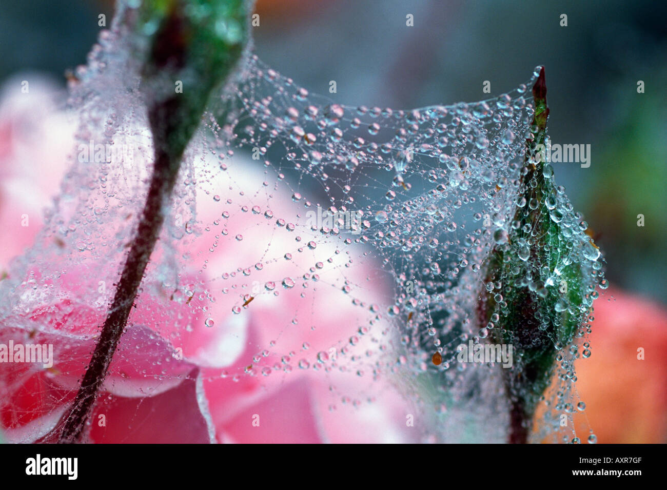 Delicate spider webs covered hi-res stock photography and images - Alamy