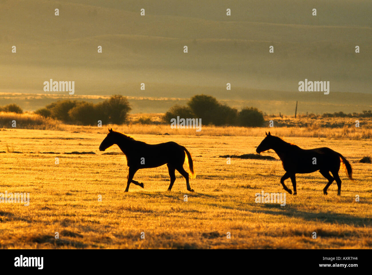 Wild horse running plains hi-res stock photography and images - Alamy