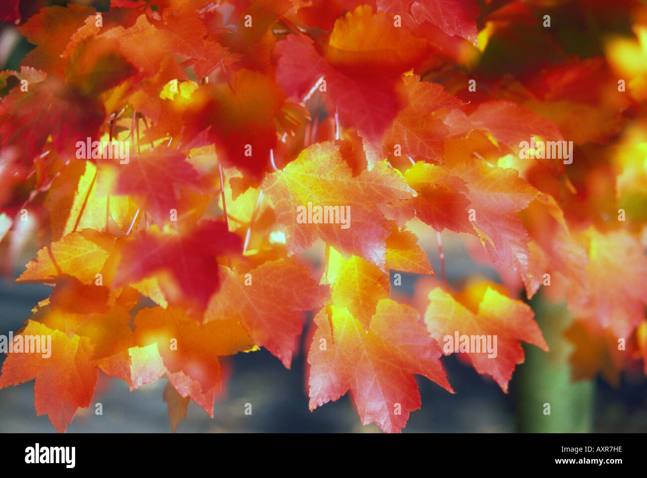 Autumn color of Maple tree leaves Stock Photo - Alamy