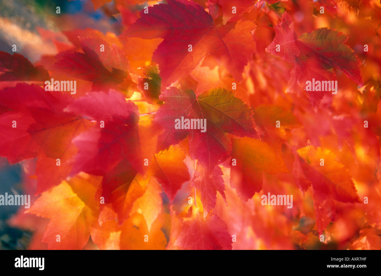 Autumn leaves of Maple trees Stock Photo - Alamy
