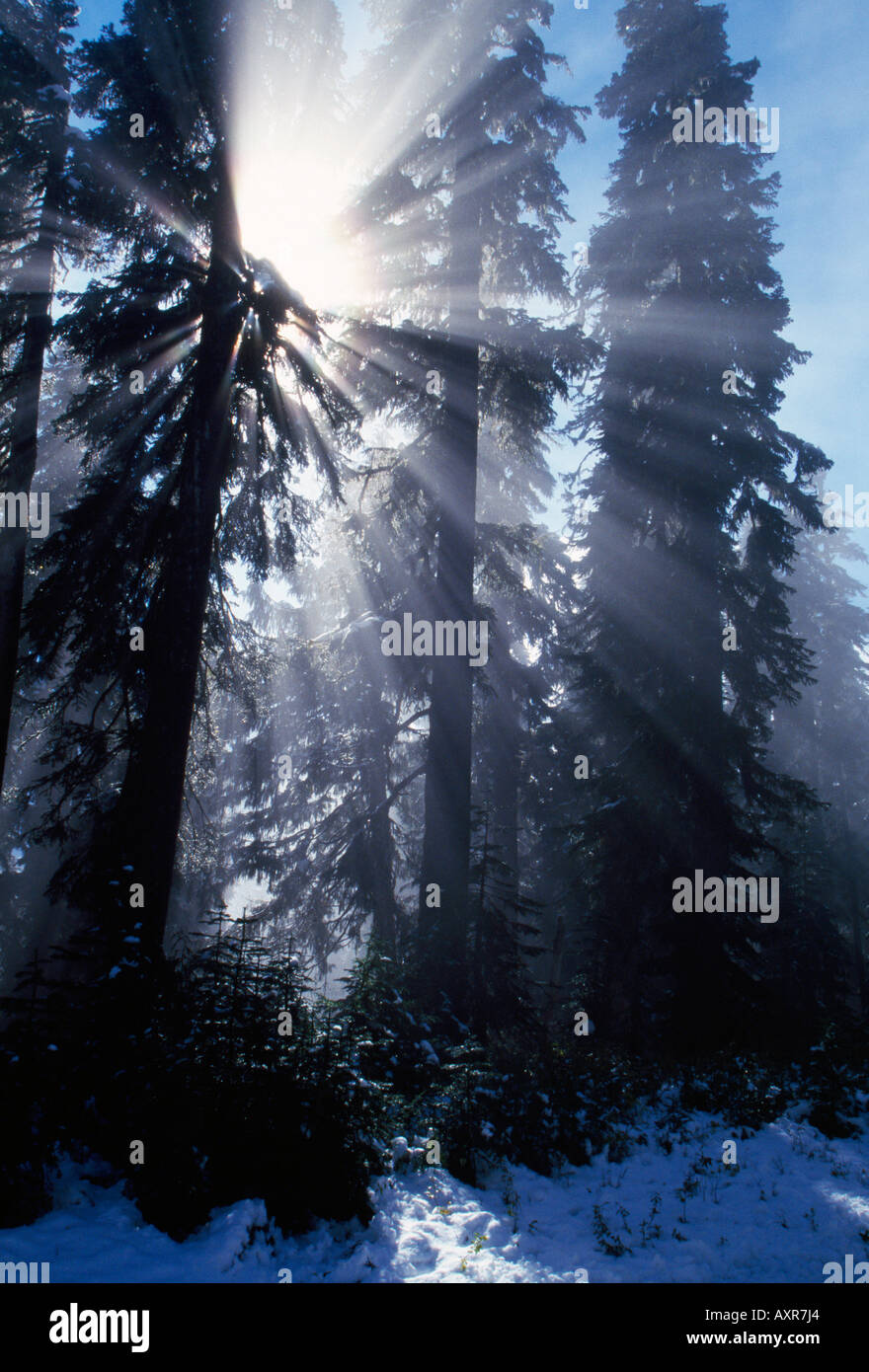 Sunbeams through pine trees Stock Photo - Alamy