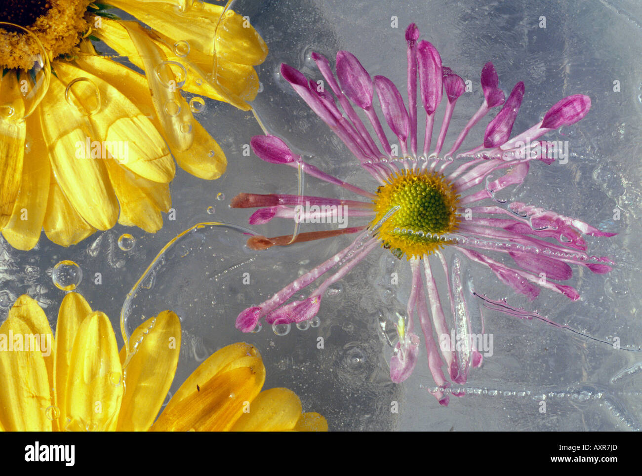 Under ice bloom hi-res stock photography and images - Alamy