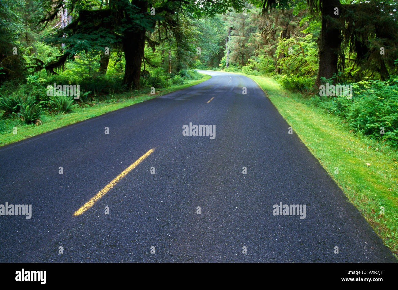 Paved forest road Stock Photo - Alamy
