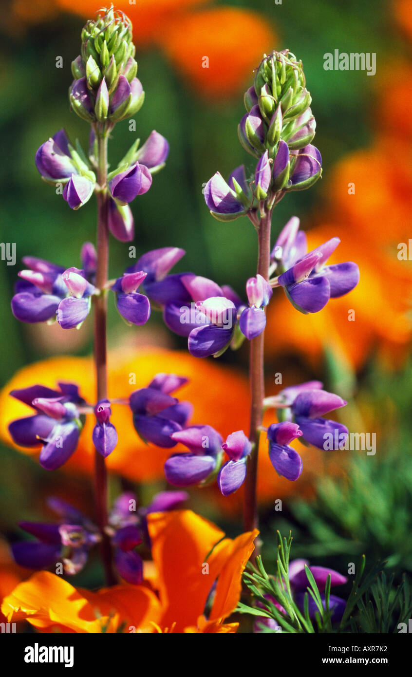 Lupine flower in bloom hi-res stock photography and images - Alamy