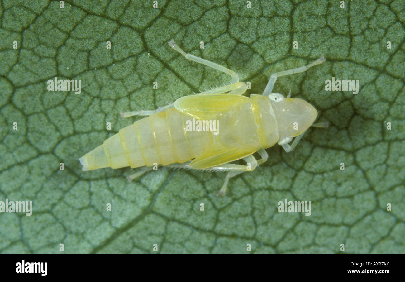 Leafhopper cicadellidae nymph hi-res stock photography and images - Alamy