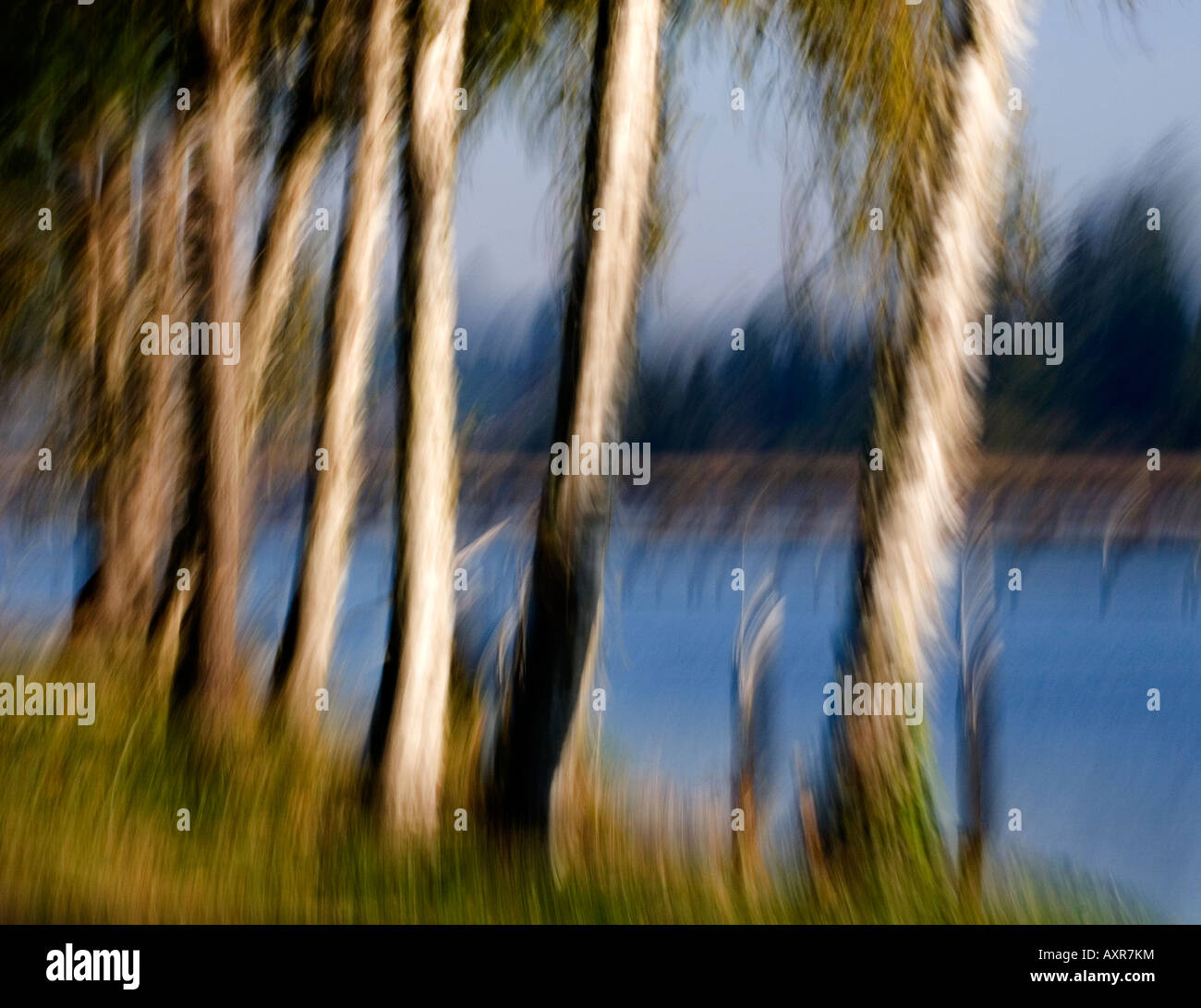 Trees by the side of a bay Stock Photo - Alamy