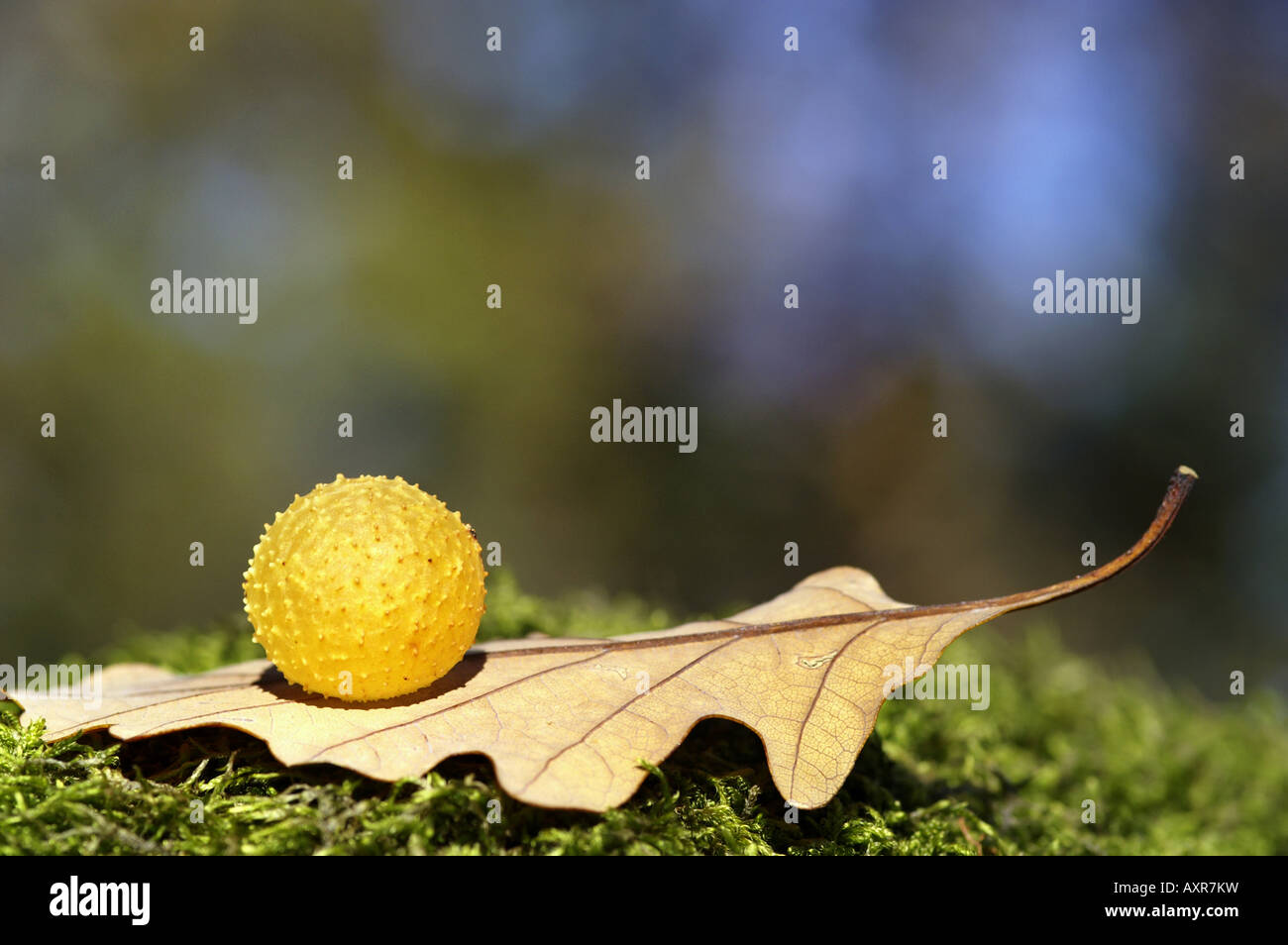 Yellow gall ball common oak waspgall detail dry leaf close-up outdoors ...