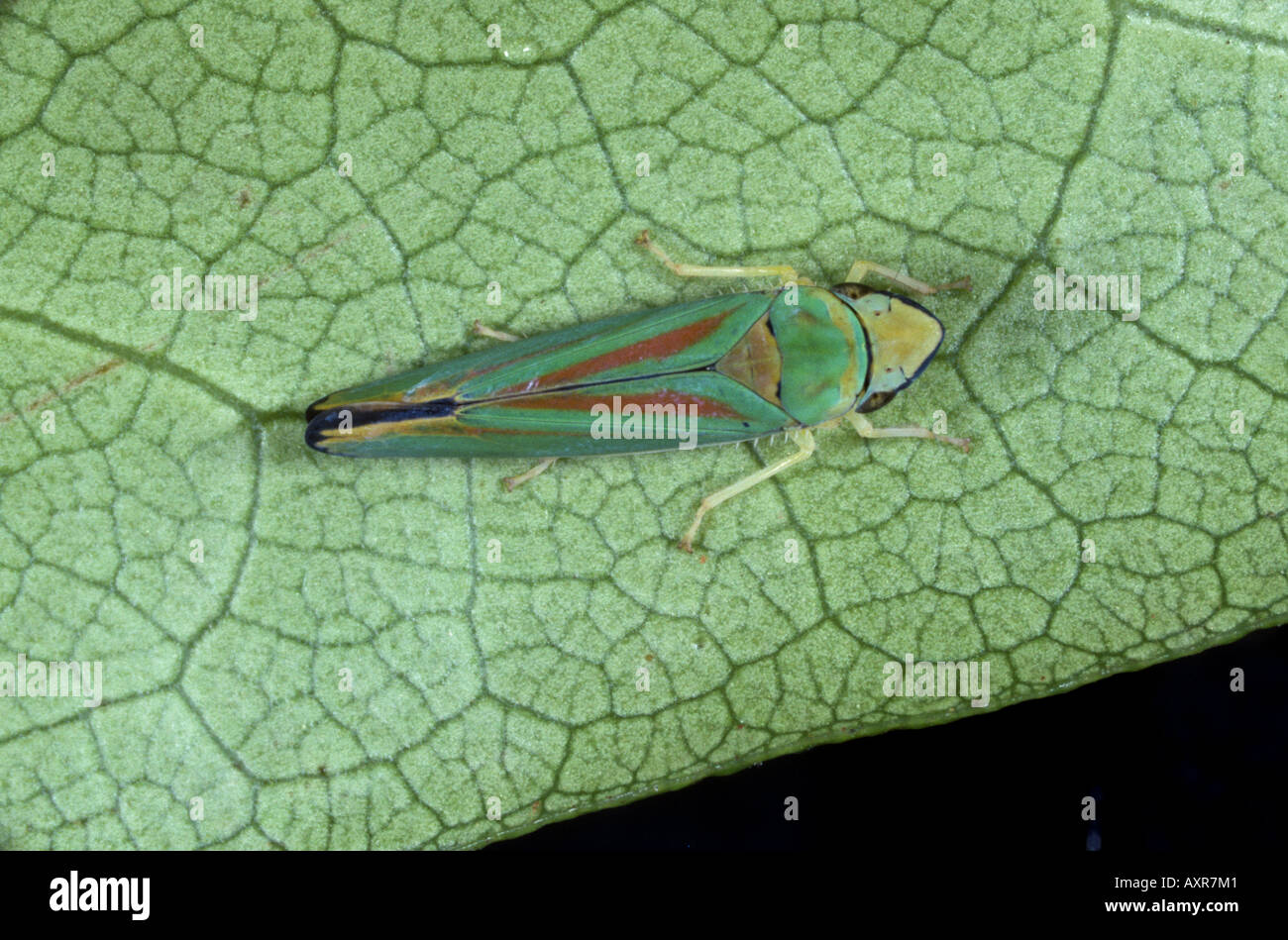 Rhododendron leafhopper Graphocephala fennahi adult on rhododendron ...