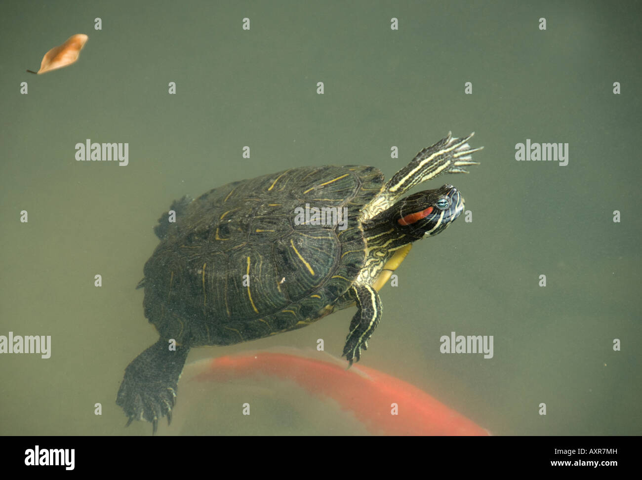 Red eared Terrapin (Trechemys scripta) In temple pond, Lamma Island ...