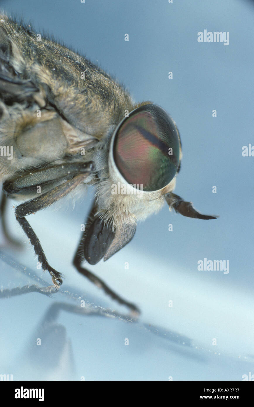 Horse Fly Bite High Resolution Stock Photography and Images - Alamy