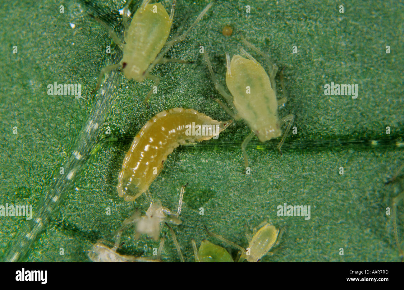 Predatory midge Aphidoletes aphidimyza larva preying on a peach potato ...