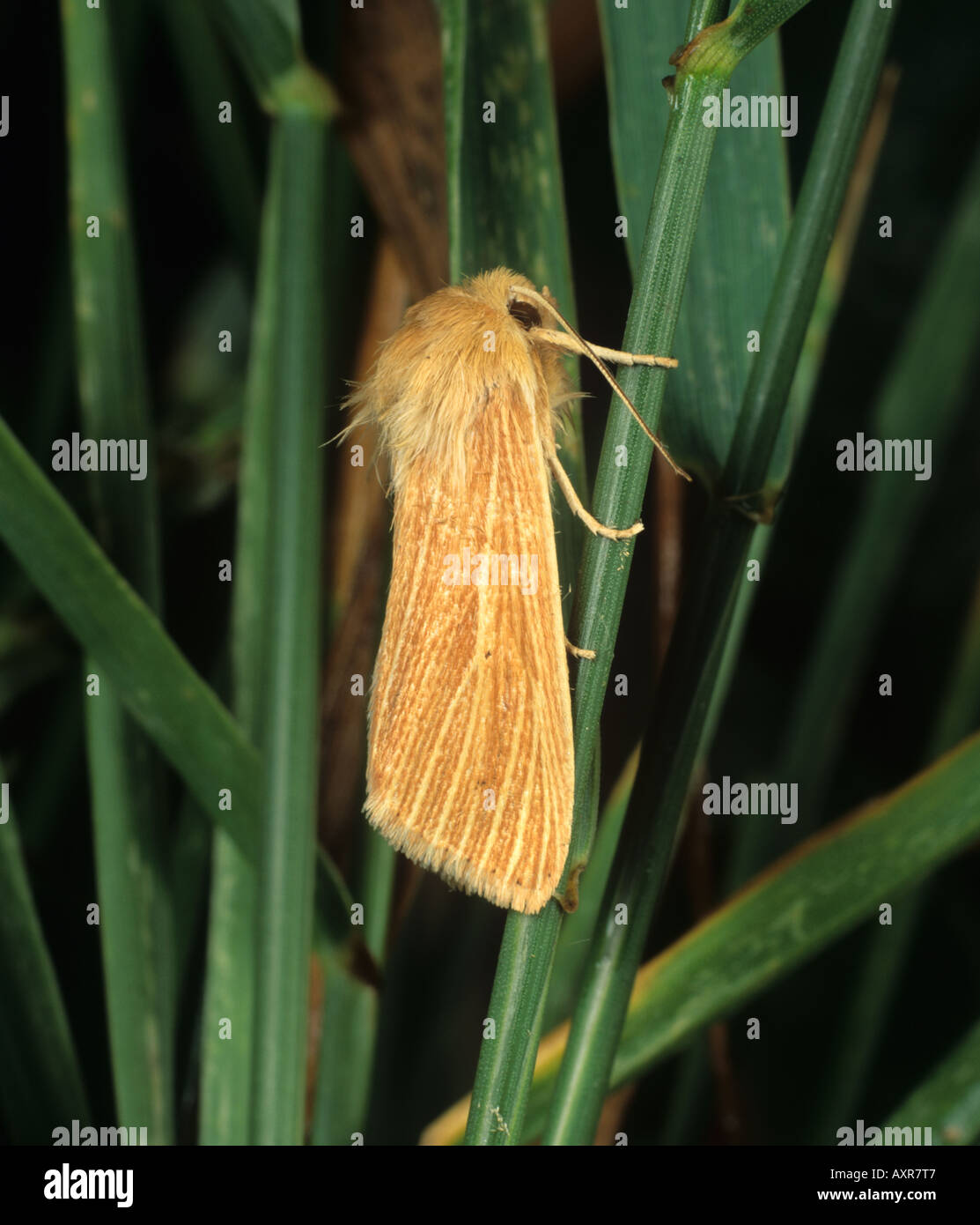 Common wainscot Mythimna pallens adult grassland moth Stock Photo - Alamy