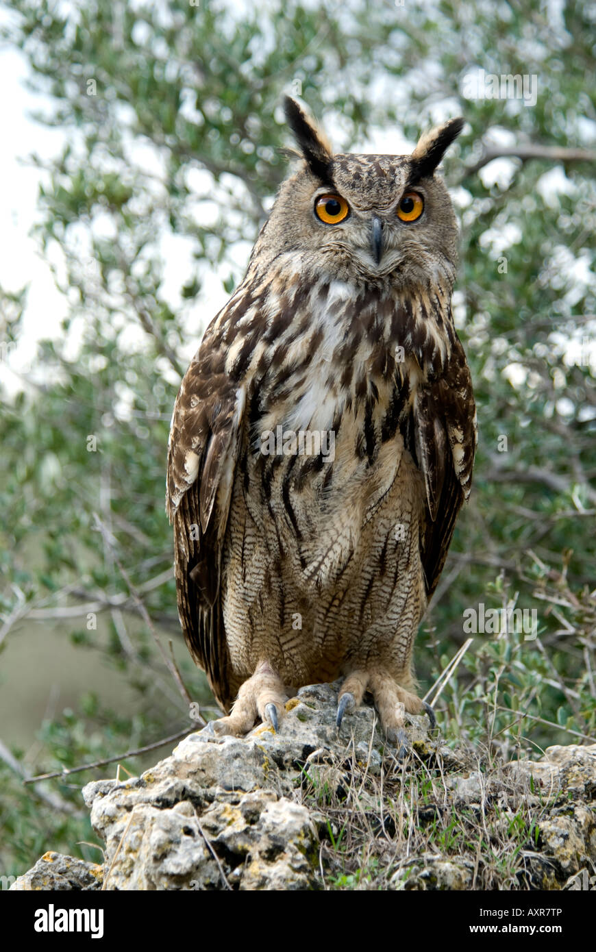 Buho real hi-res stock photography and images - Alamy