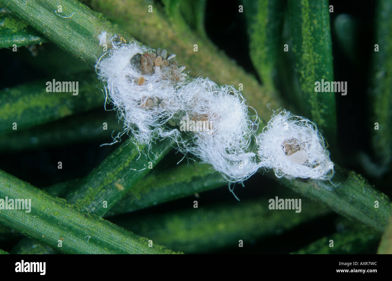 Adelgidae hi-res stock photography and images - Alamy