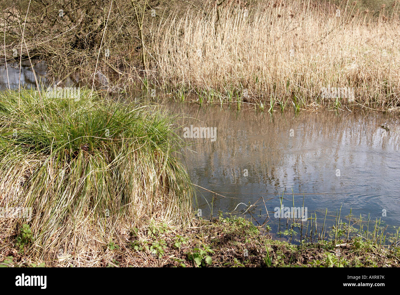 New reed growth and old-seasons growth along a river channel - Winnall ...