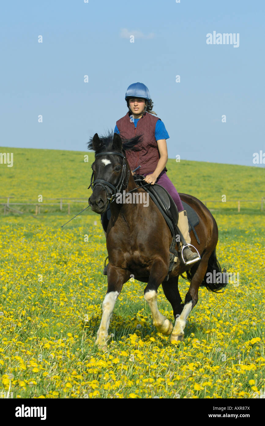 Horse Rider Galloping High Resolution Stock Photography and Images - Alamy