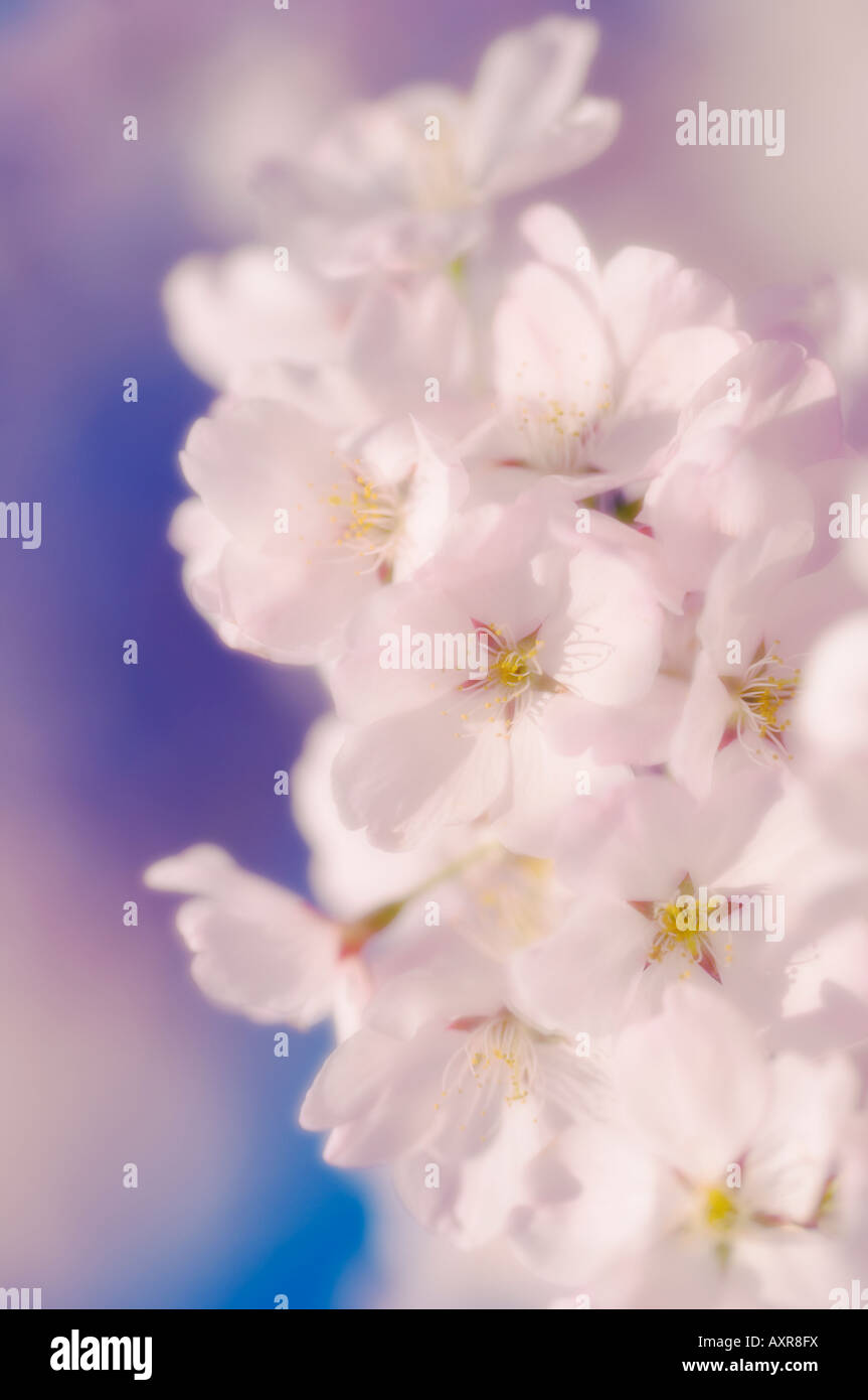 Spring Cherry Blossom Stock Photo - Alamy