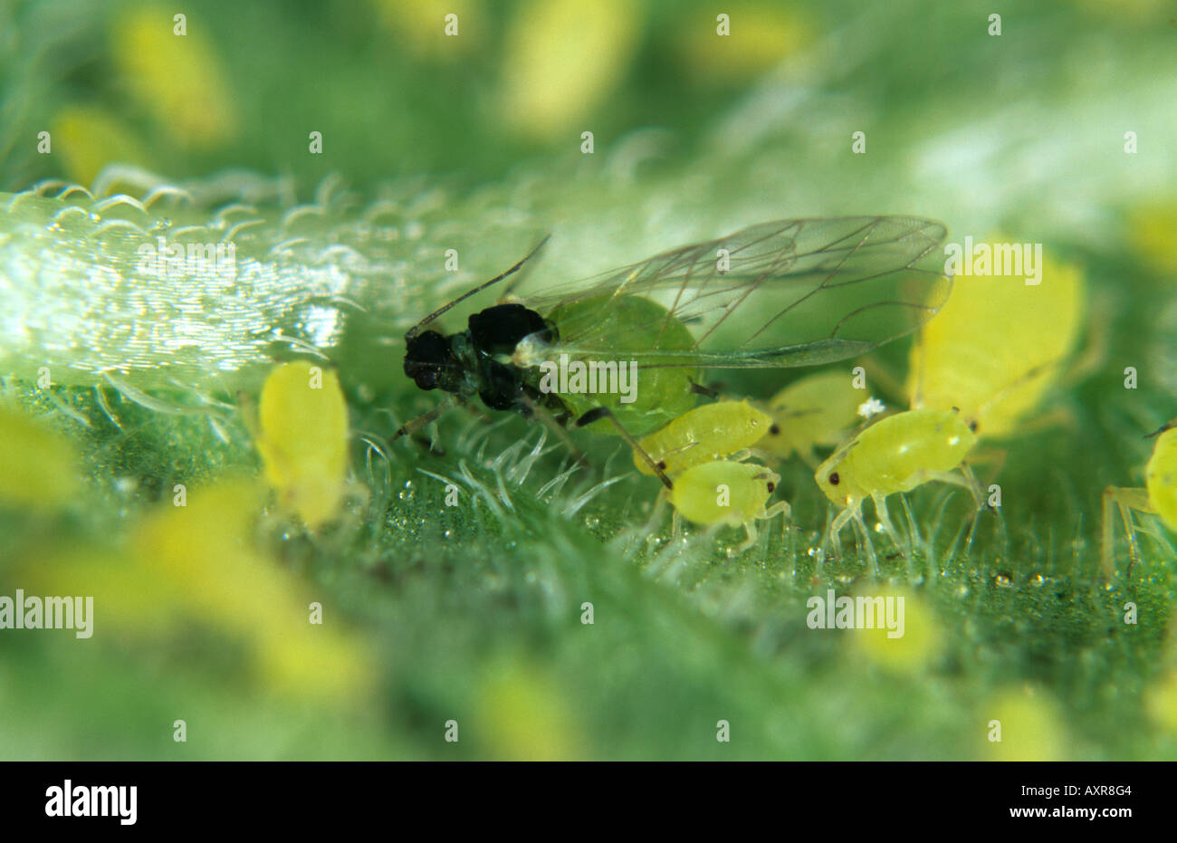 Juvenile aphid hi-res stock photography and images - Alamy