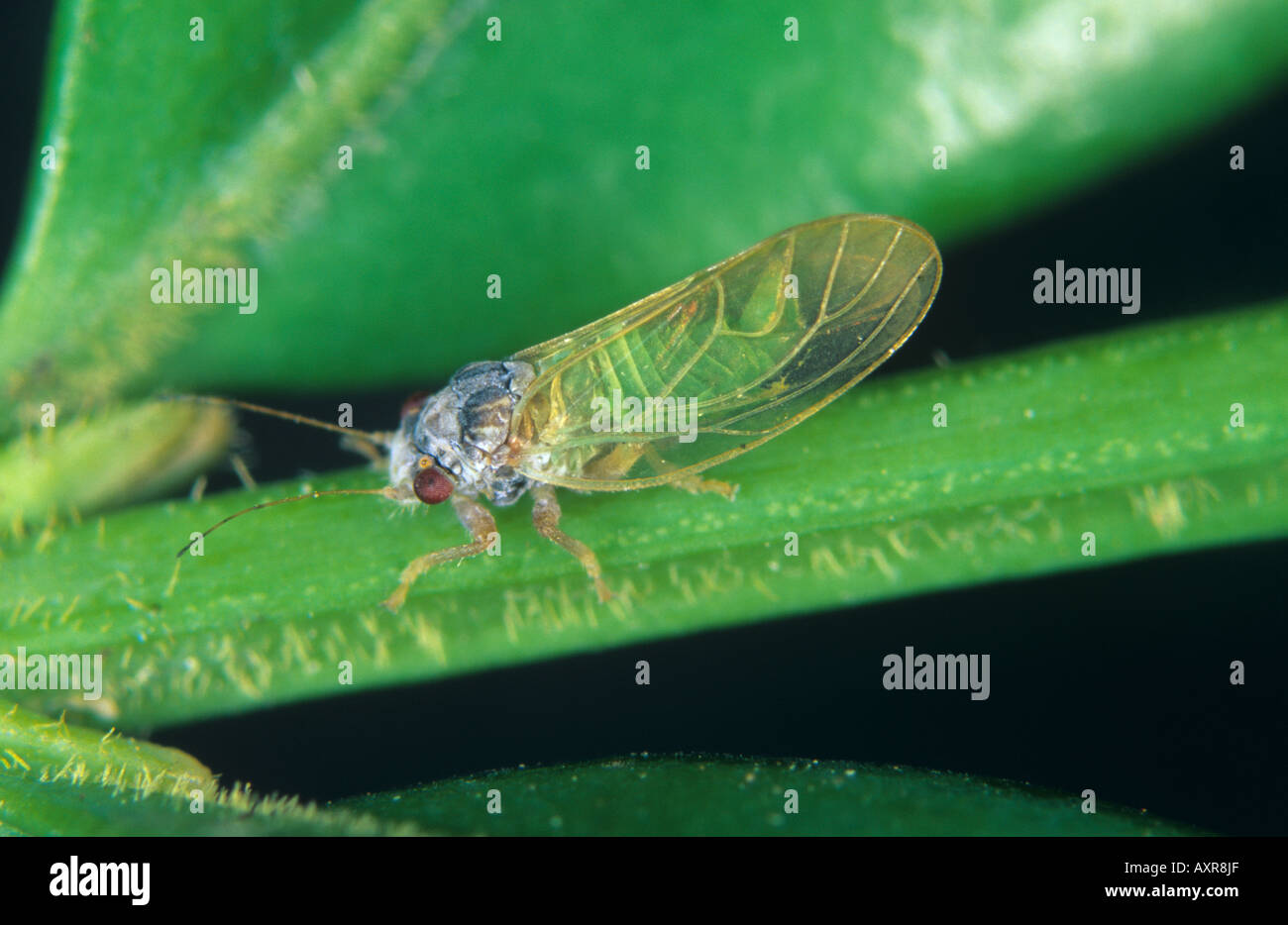 Box sucker Psylla buxi adult on box Buxus sempervirens Stock Photo - Alamy