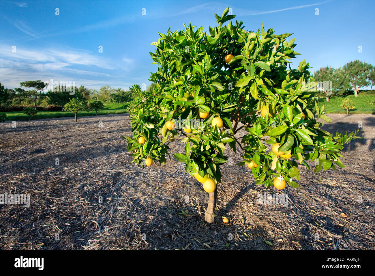 Orange tree hi-res stock photography and images - Alamy