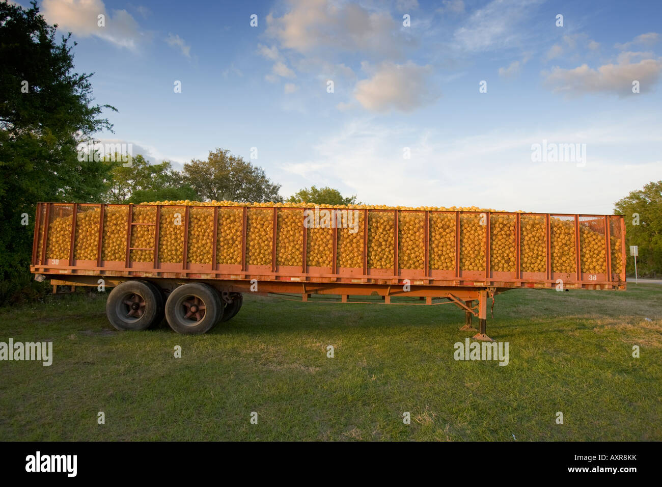 Trailer full of oranges Stock Photo - Alamy