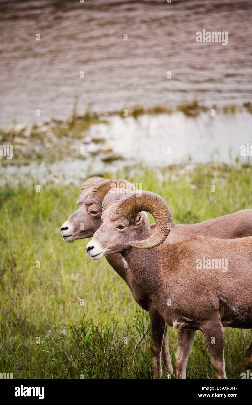 Big horned sheep pair Stock Photo - Alamy